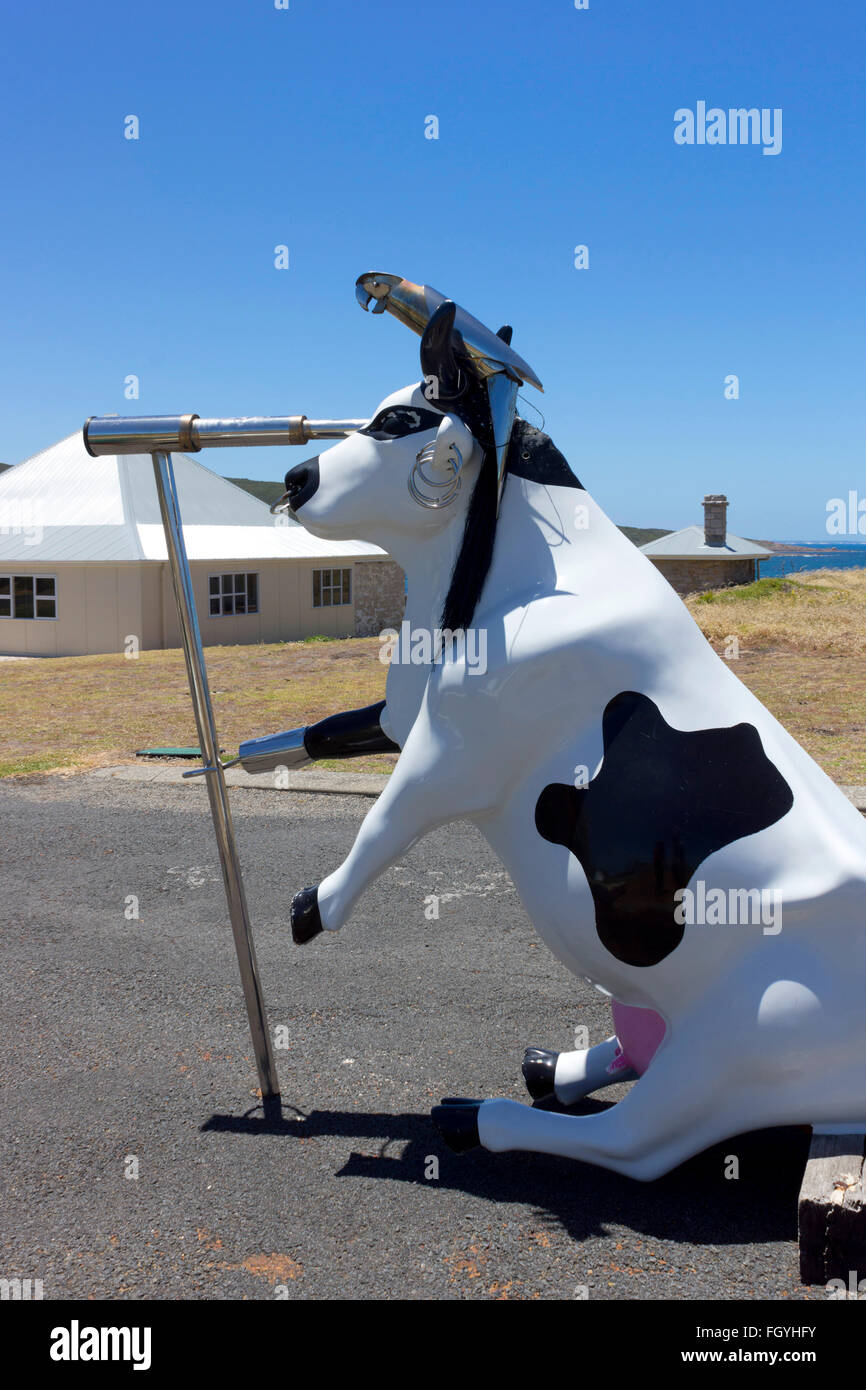 Pirate-like cow at Cape Leeuwin Lighthouse, Western Australia Stock ...