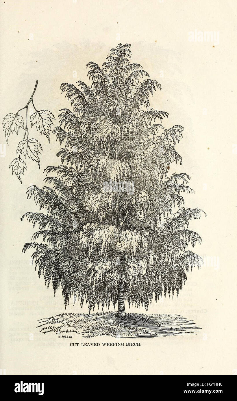 This catalog provides a comprehensive selection of ornamental trees ...