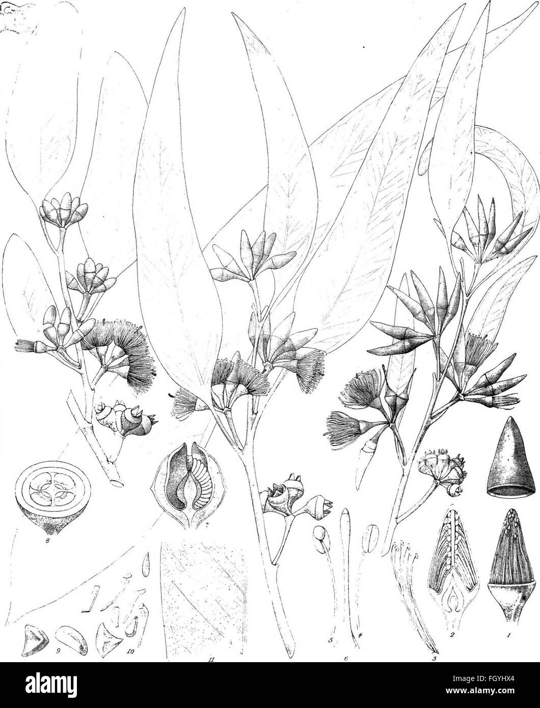 An 1879 atlas describing the various species of eucalypt trees found in ...