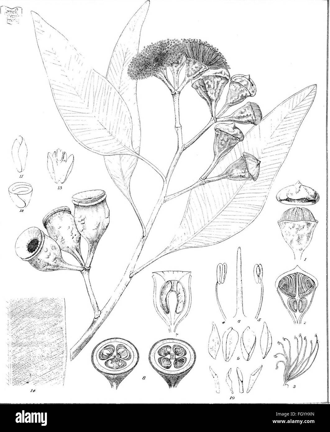 This 1879 atlas provides detailed descriptions and illustrations of ...