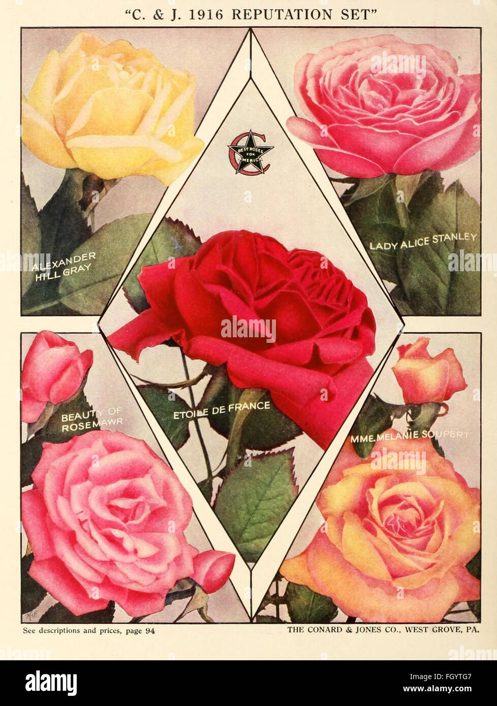 Roses guide hi-res stock photography and images - Alamy