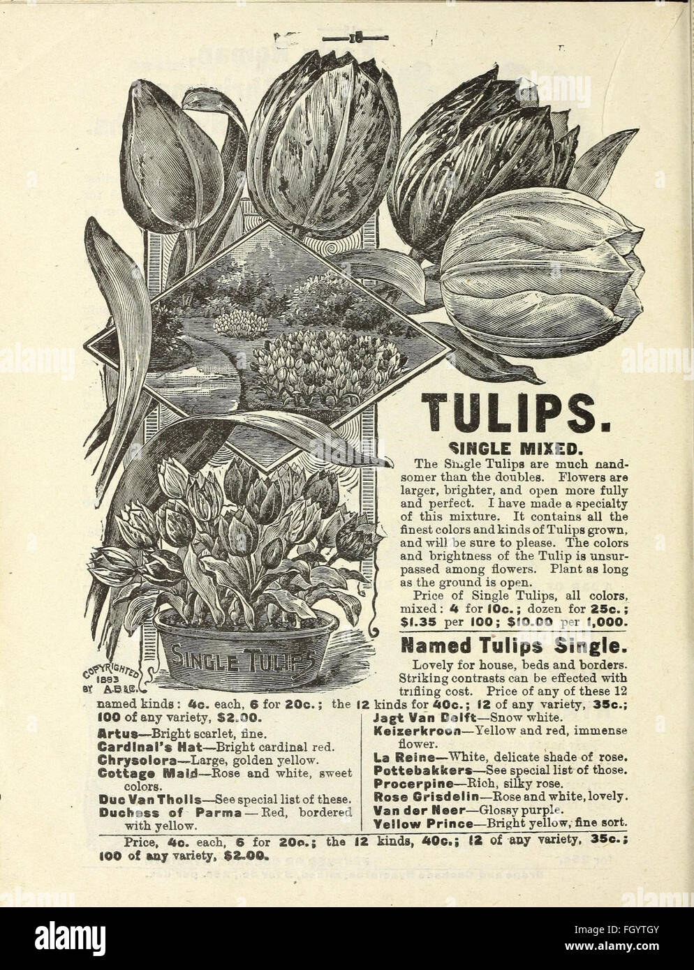 An exploration of various flower species, highlighting their ...