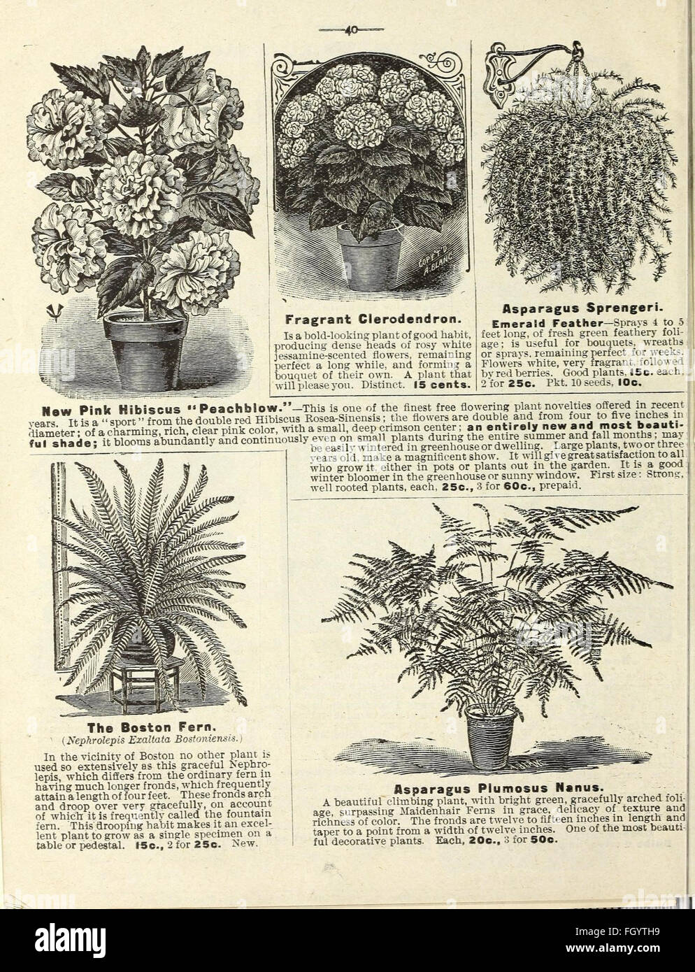 A collection of various flower species, providing information on ...
