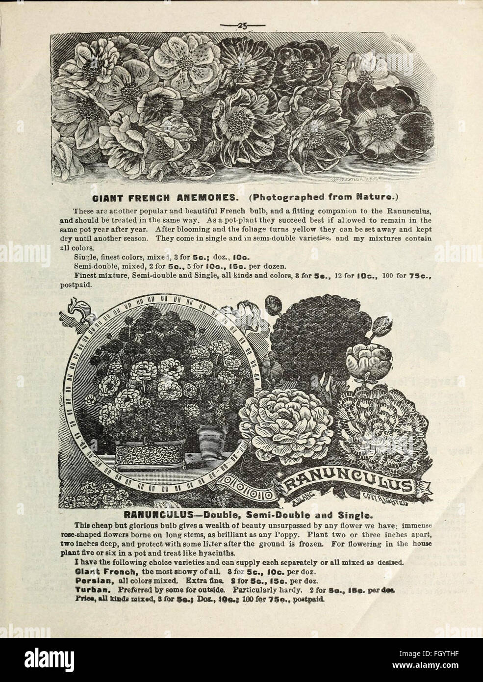 An exploration of different types of flowers, focusing on their various ...