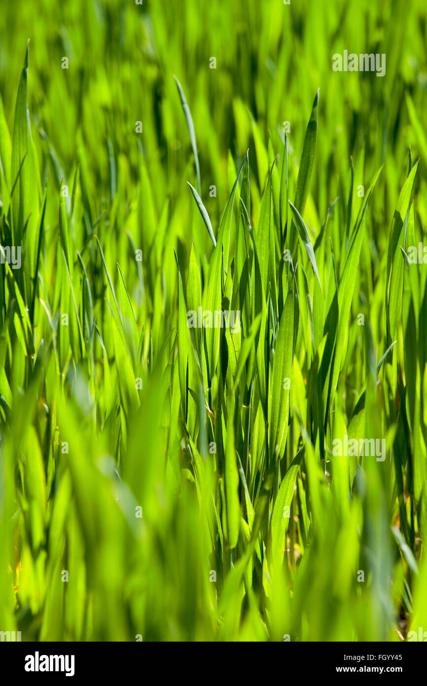 Greengrass farm hi-res stock photography and images - Alamy