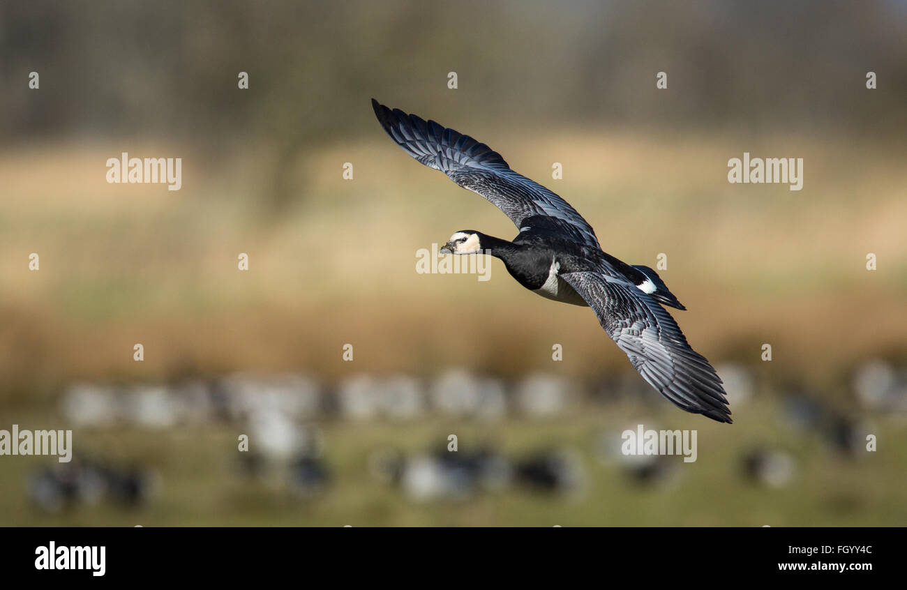 A Barnacle Goose in flight during its winter migration from Svalbard to ...