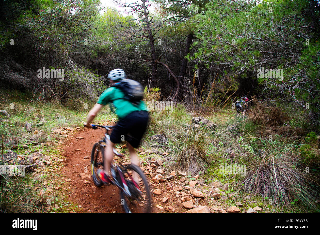 Pine life cycle hi-res stock photography and images - Alamy
