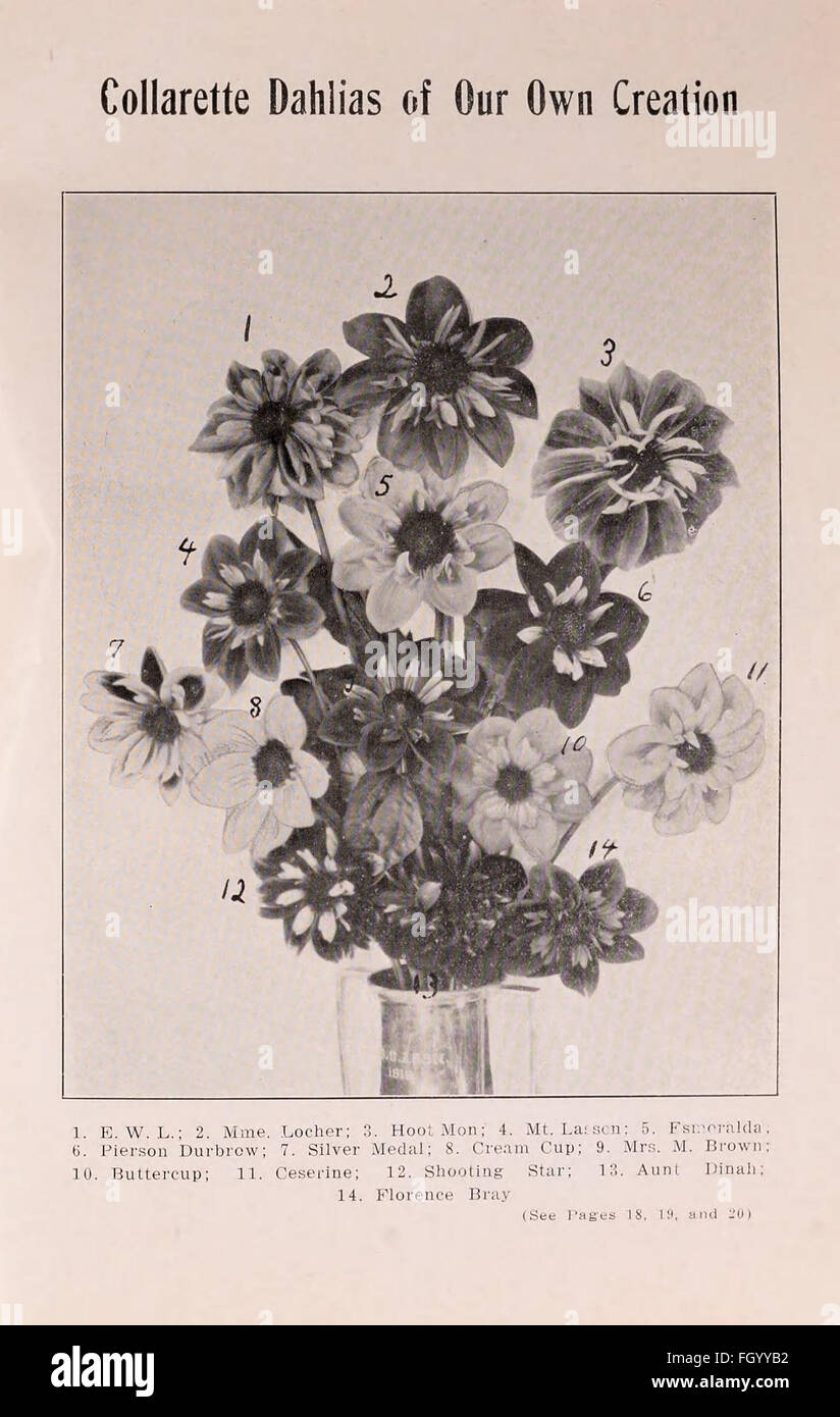 A premium variety of dahlia flowers recognized for their excellence and ...