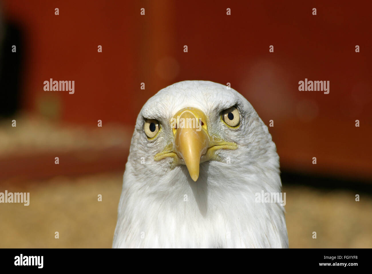 Eagle looking ahead hi-res stock photography and images - Alamy