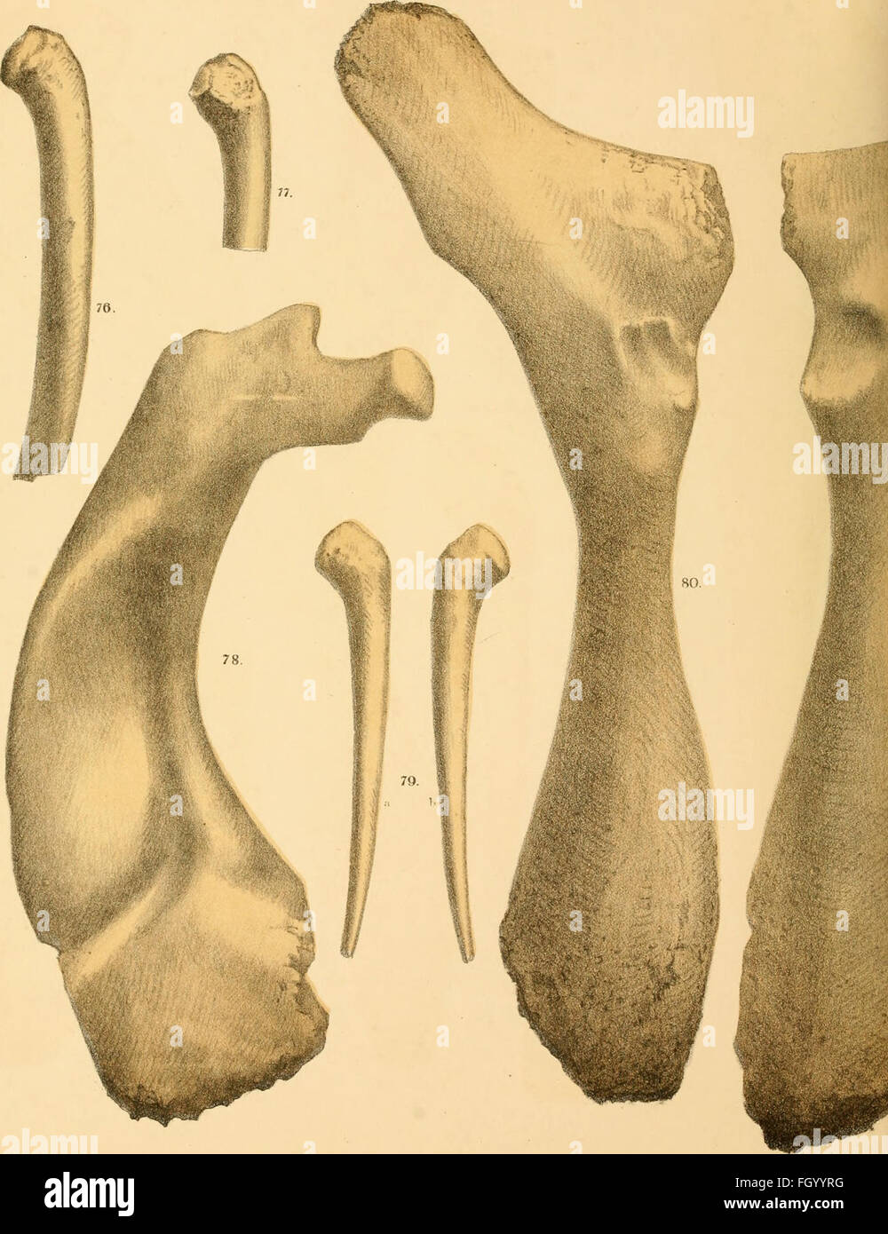 This 1881 comparative anatomical study examines Halitherium schinzi, a ...