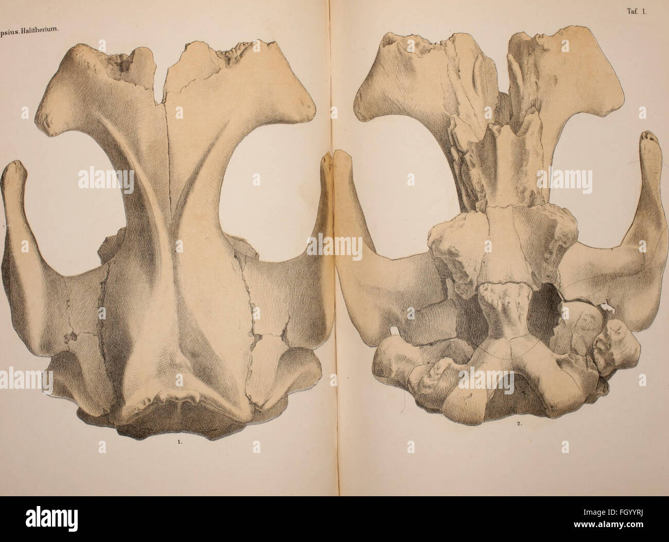Halitherium schinzi, die fossile Sirene des Mainzer Beckens. Eine ...