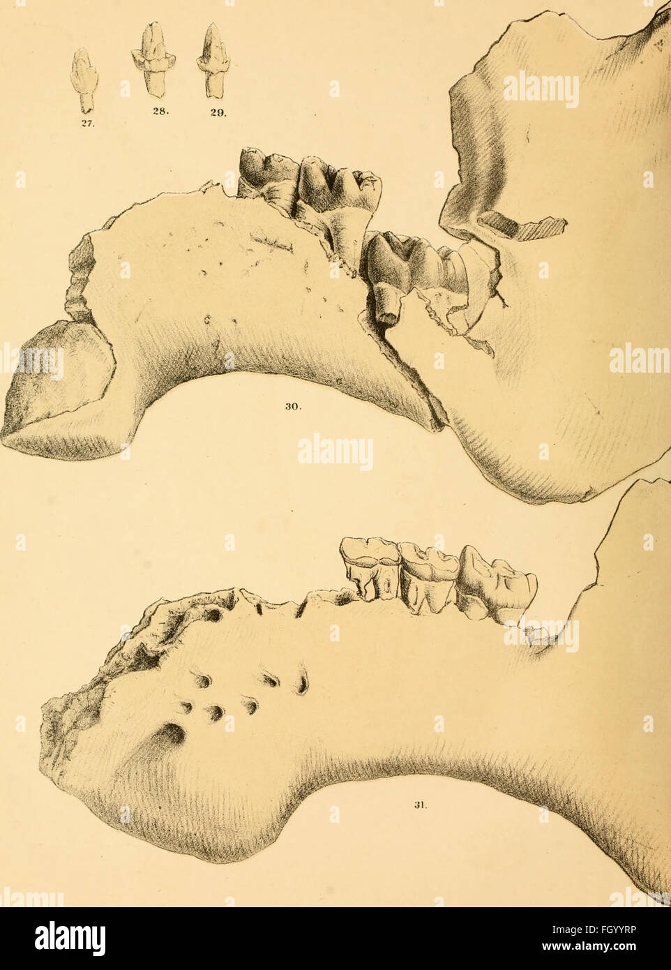 An 1881 comparative anatomical study of the extinct marine mammal ...