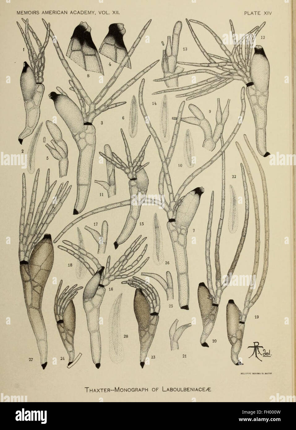 The Harvard Botanical Memoirs collection includes important botanical ...