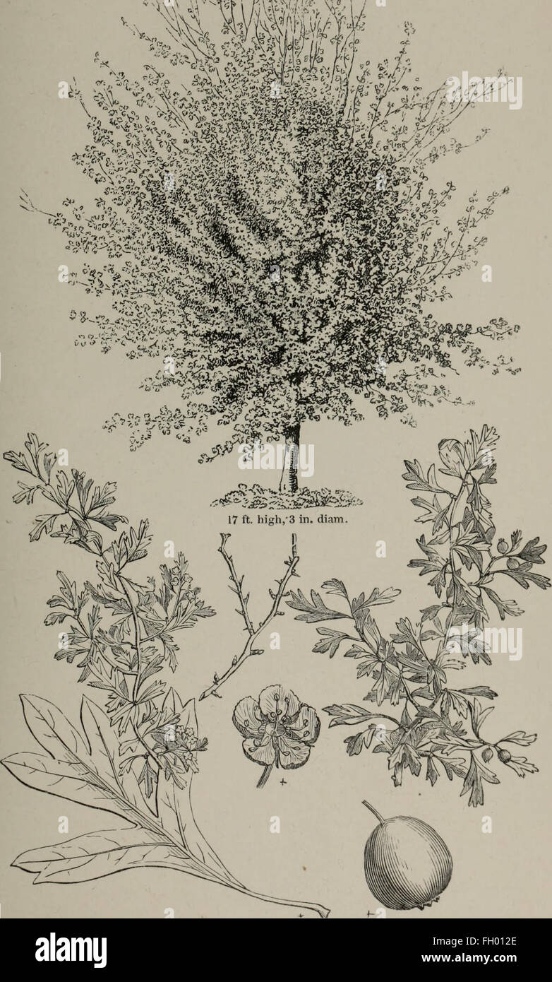 This work provides a detailed botanical description of trees and shrubs ...