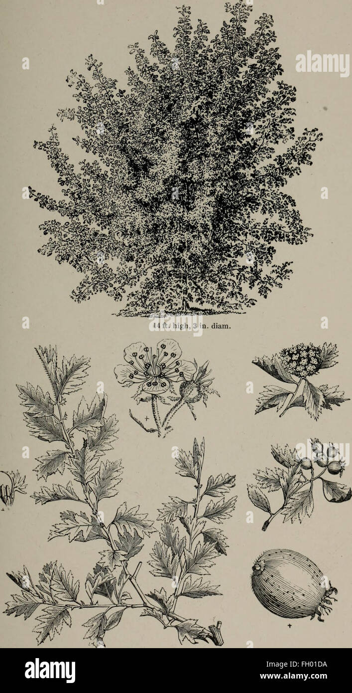 A comprehensive botanical guide to the trees and shrubs of Britain ...