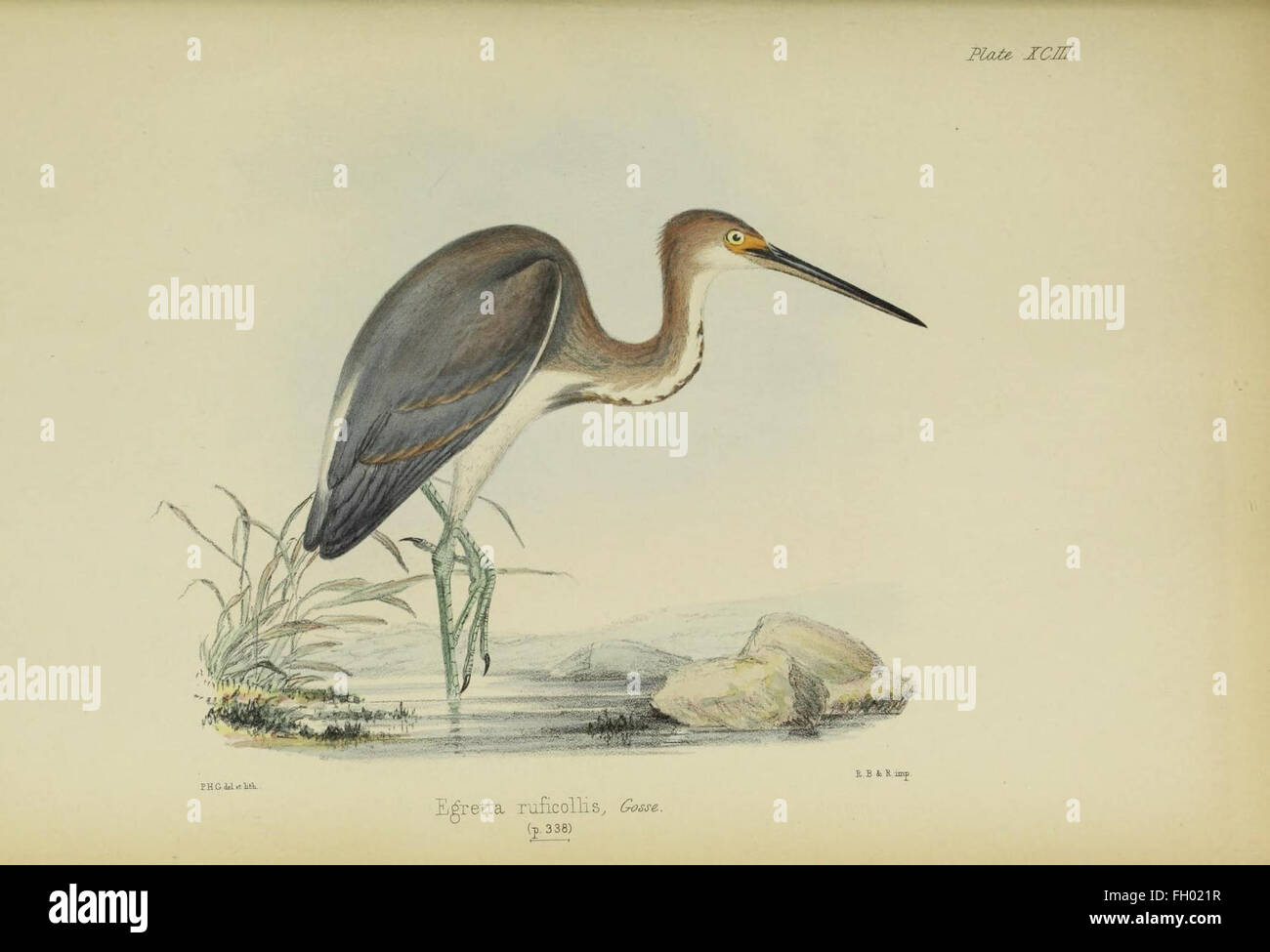 Illustrations of the Birds of Jamaica presents detailed depictions of ...