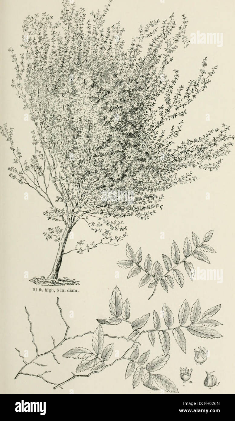 A botanical and pictorial guide to the trees and shrubs of Britain ...