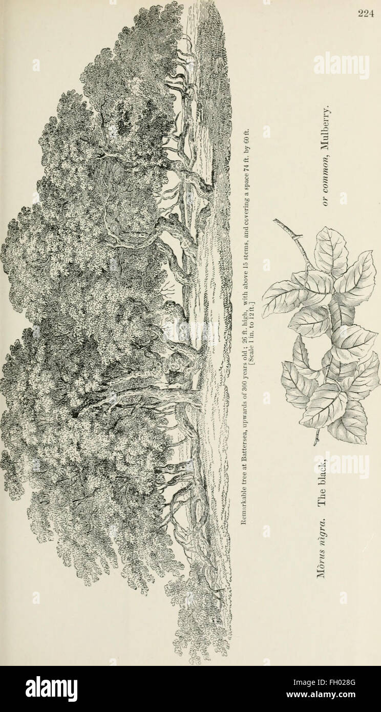 A detailed guide to the trees and shrubs of Britain, both native and ...