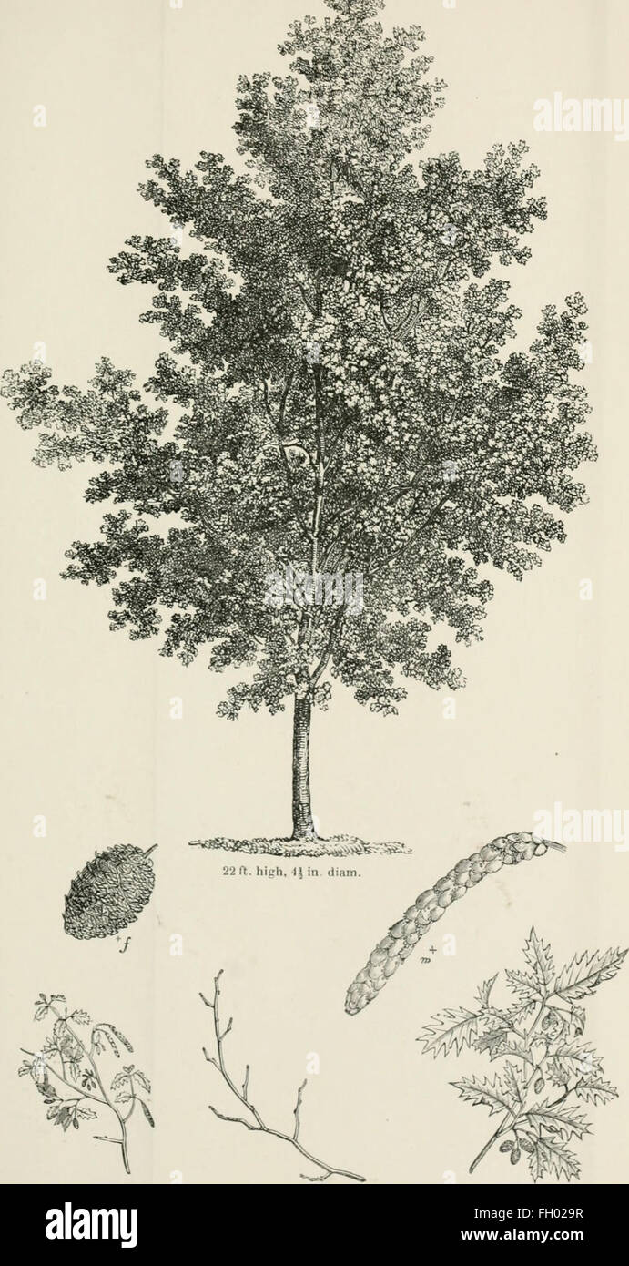 This work offers a comprehensive guide to the trees and shrubs of ...