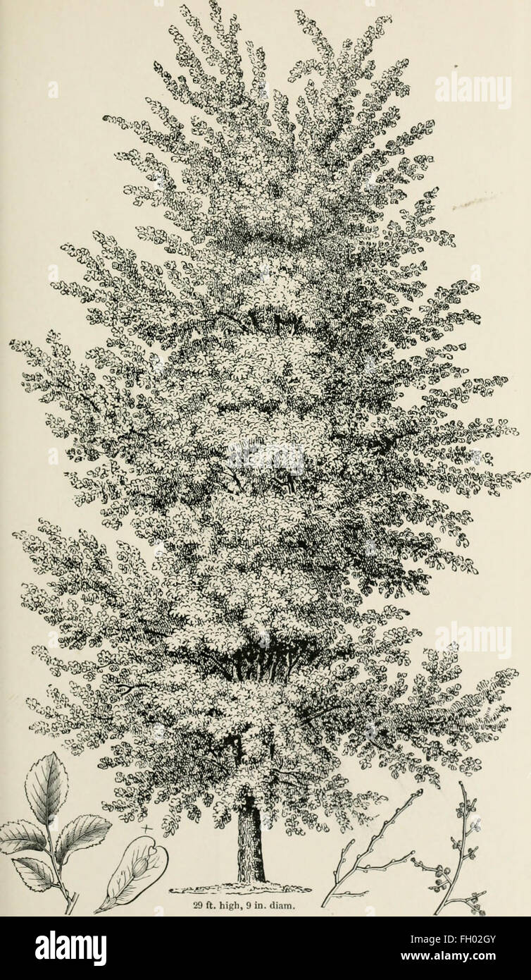 This work offers a comprehensive guide to the trees and shrubs of ...
