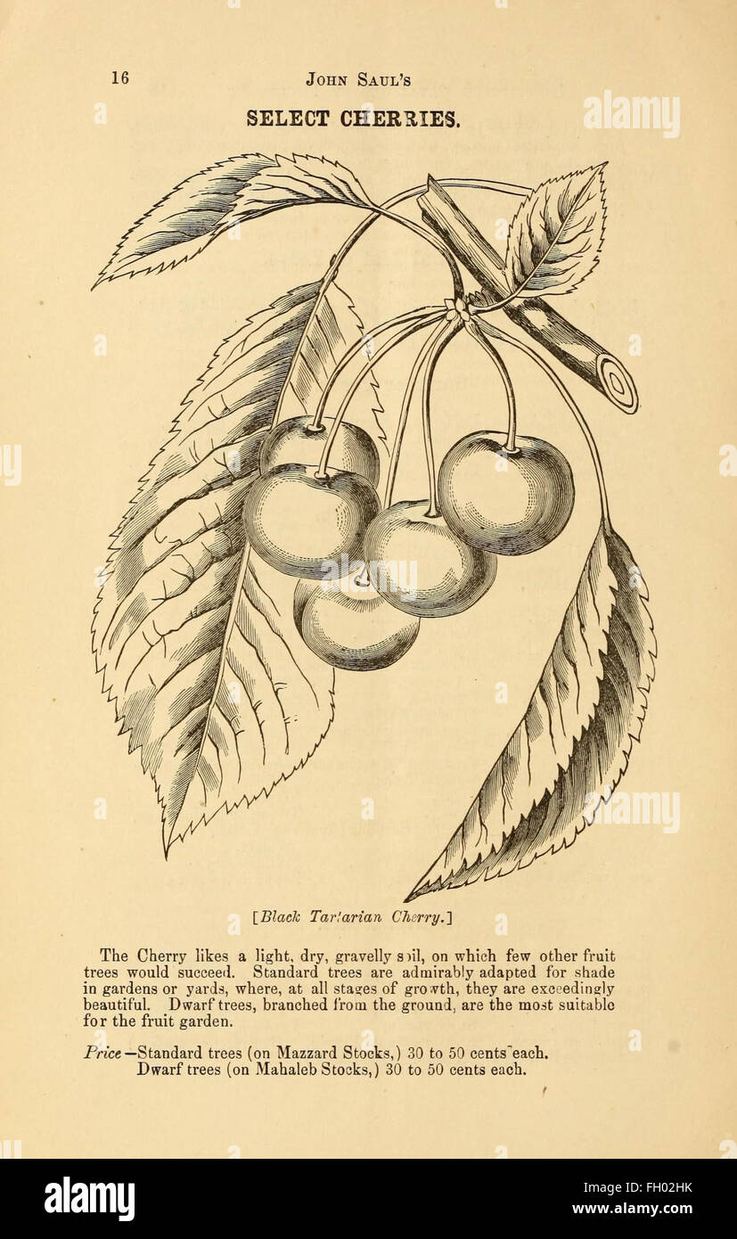 John sauls descriptive catalogue hi-res stock photography and images ...