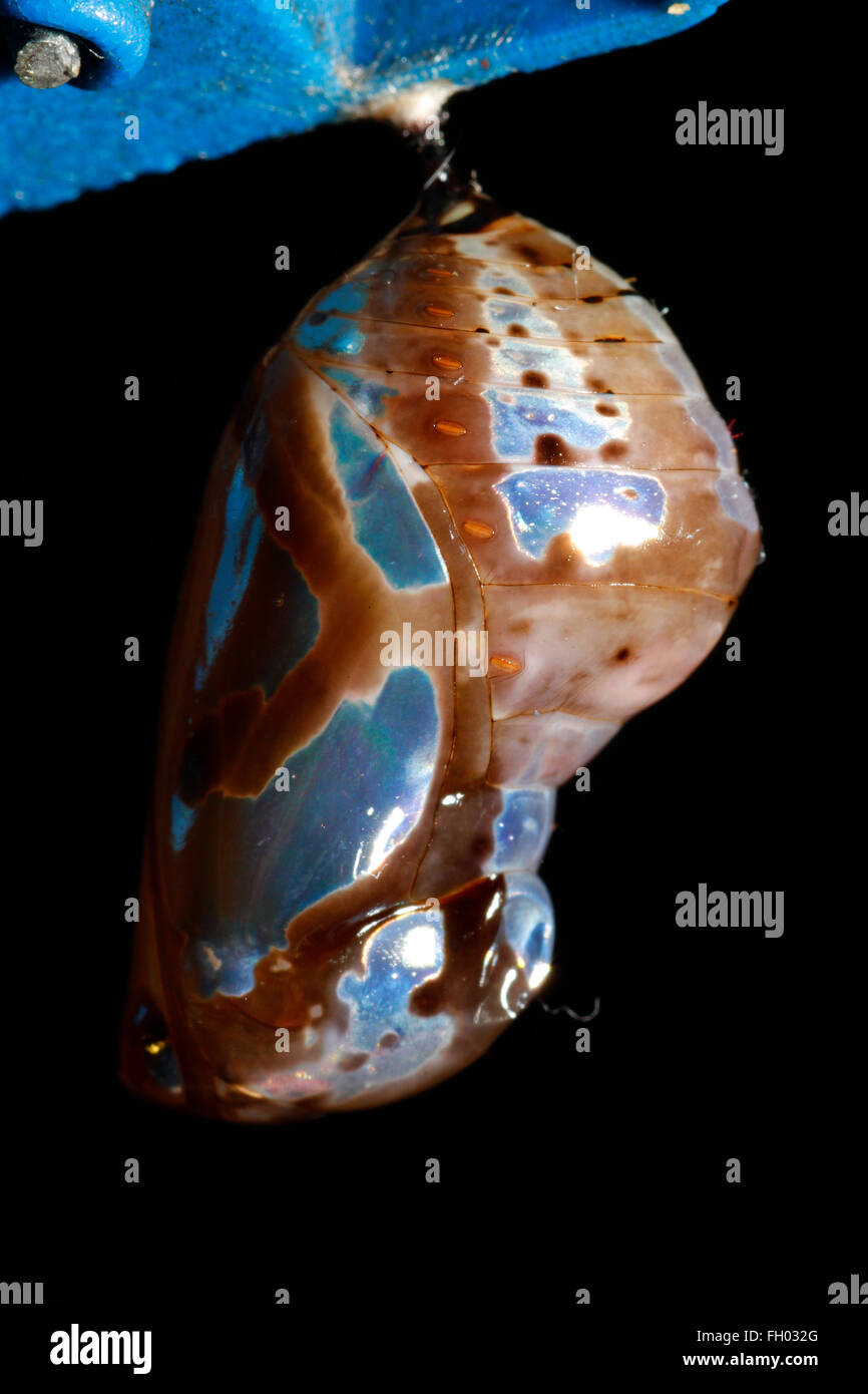 Butterfly metallic chrysalis Stock Photo - Alamy