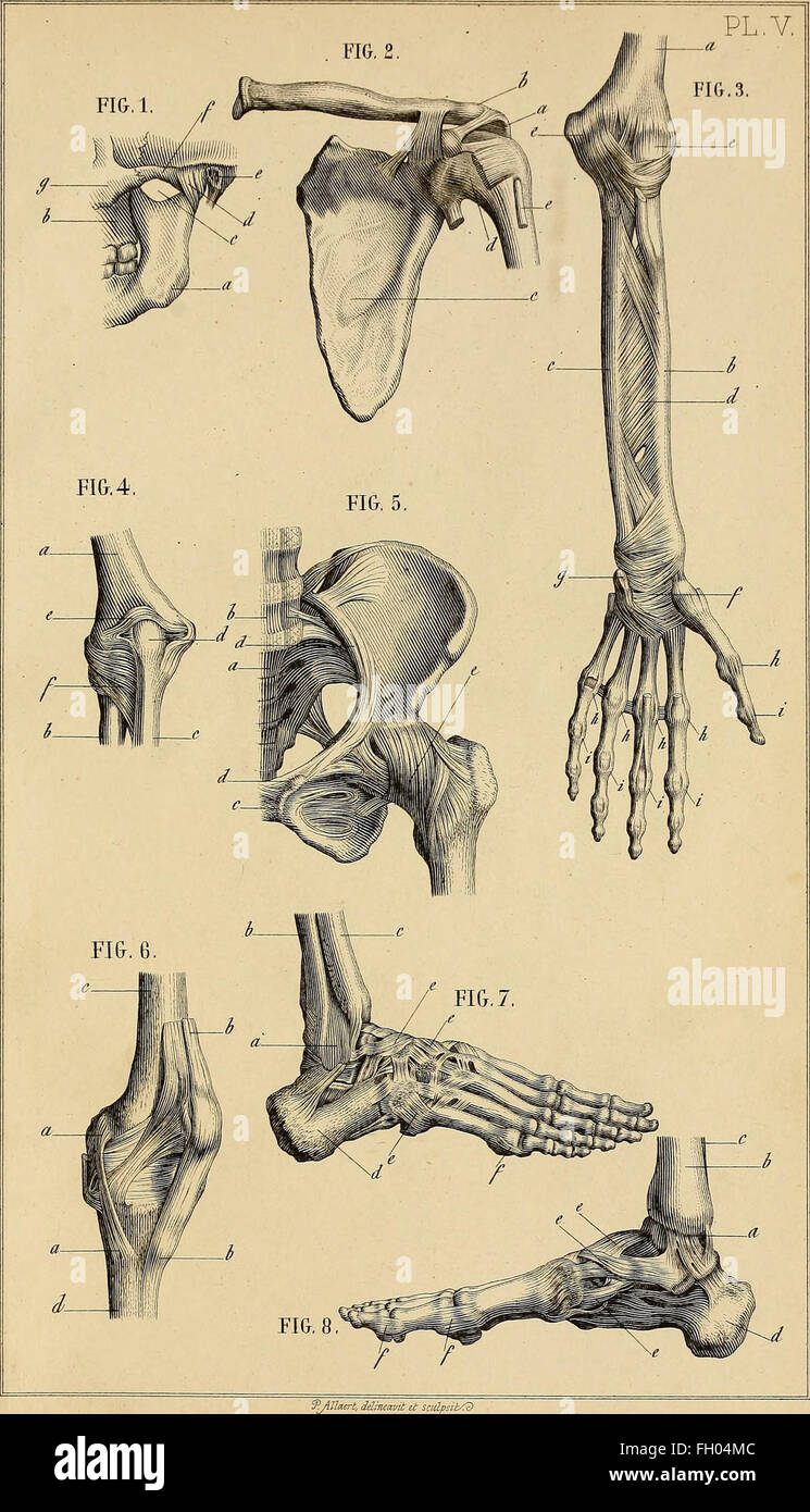 This 1877 manual focuses on artistic anatomy, offering guidance for ...