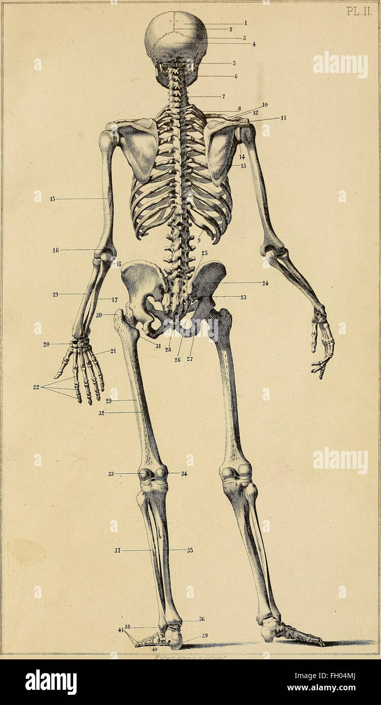 This 1877 work is an artistic anatomy manual, providing detailed ...