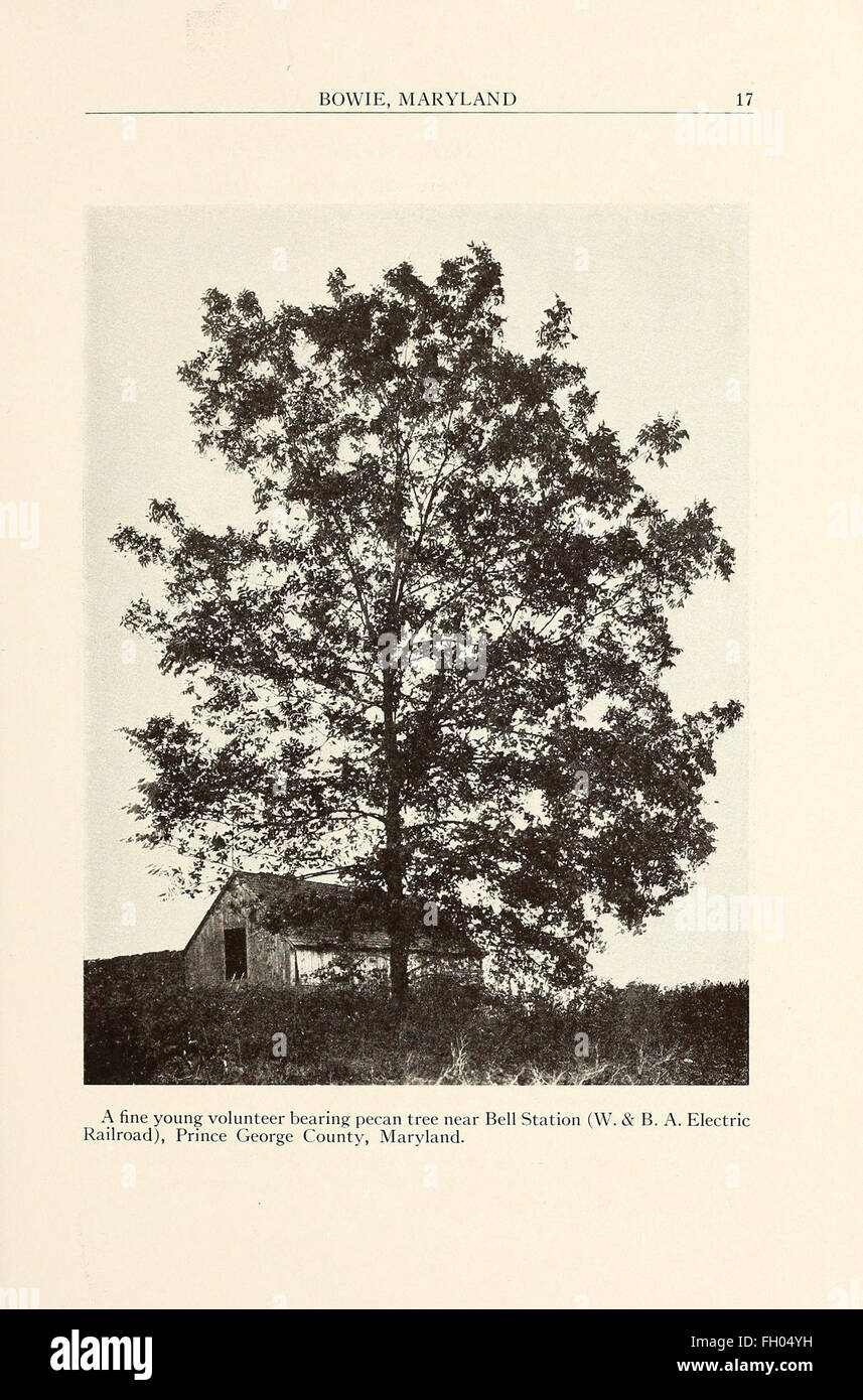 Commercial nut trees in hi-res stock photography and images - Alamy