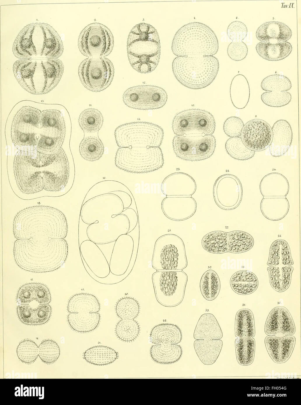A historical scientific journal from the Royal Academy of Sciences of ...
