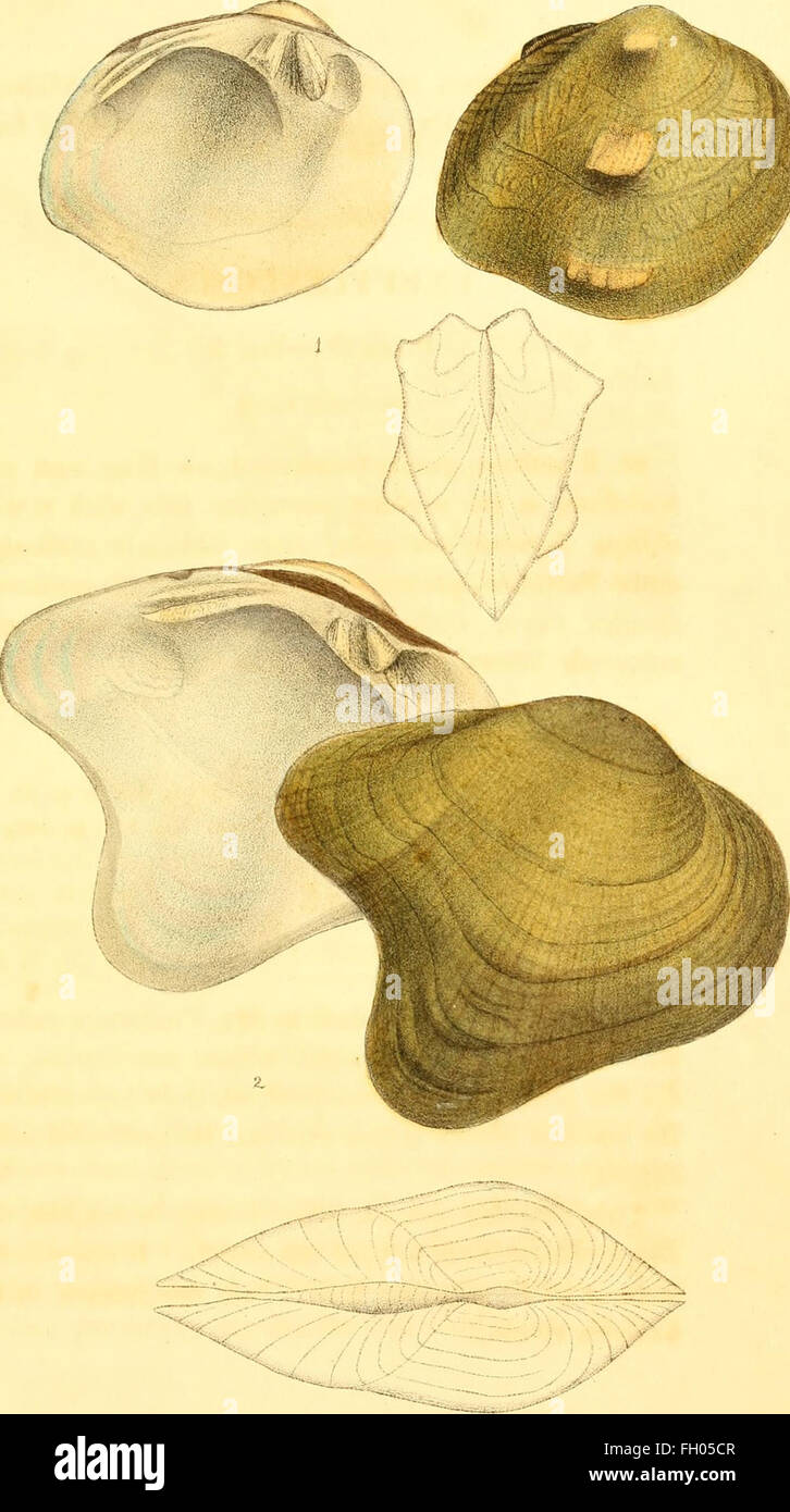 An 1836 monograph on the Unionidae family of freshwater bivalve shells ...