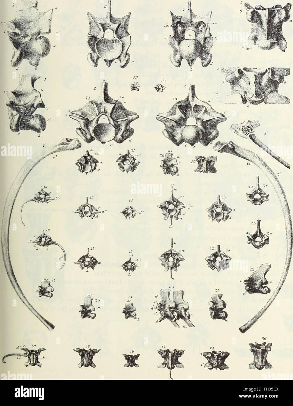 This 1850 monograph, published by the Palaeontographical Society ...
