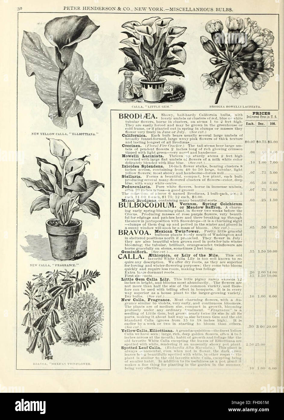 A catalog featuring various bulbs for autumn planting, offering a ...