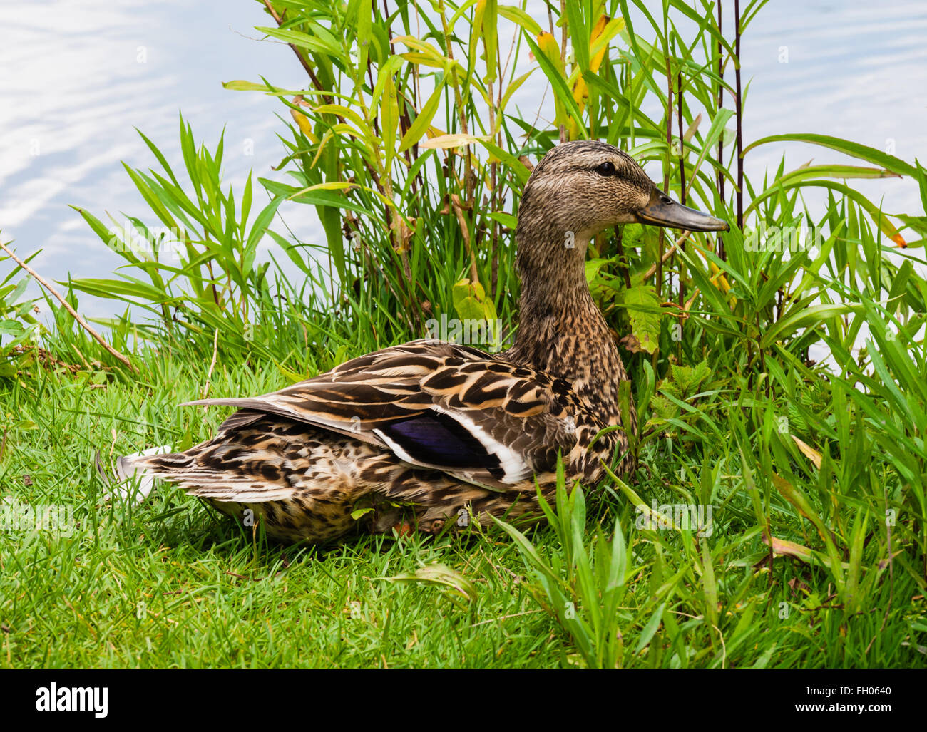 One female mallard duck smiling and sitting on green grass on shore ...