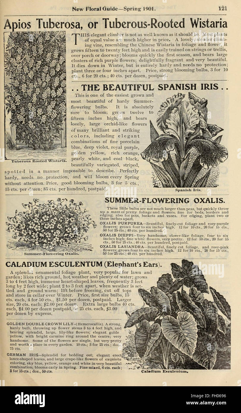 This floral guide offers detailed information on various plant species ...