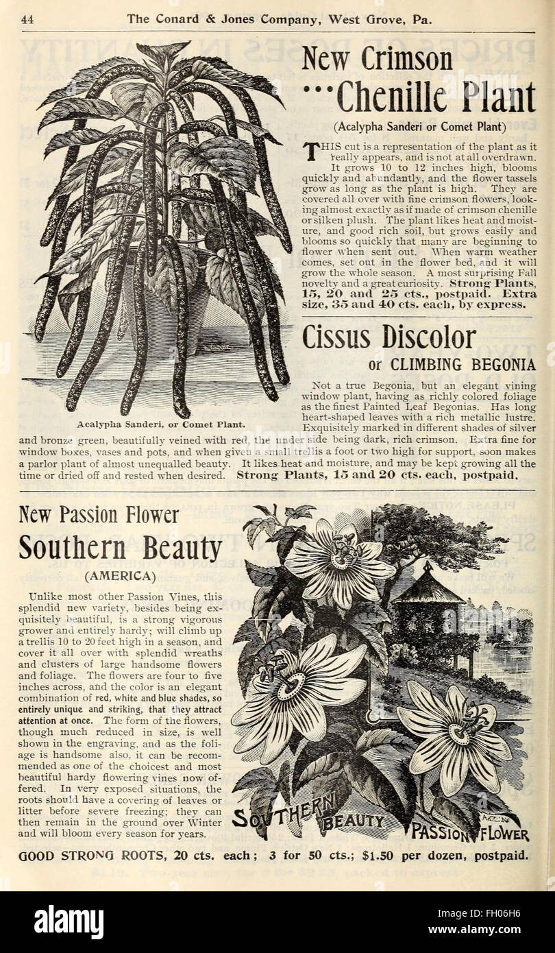 A comprehensive guide to flowers, providing essential information on ...