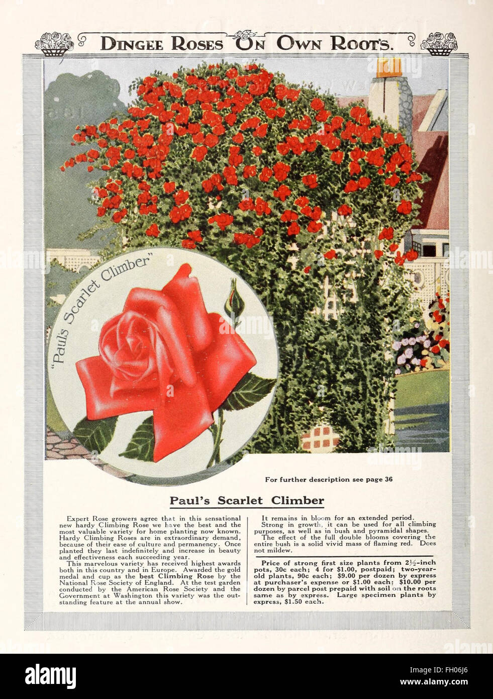 Rose culture roses u s department of agriculture hi-res stock ...