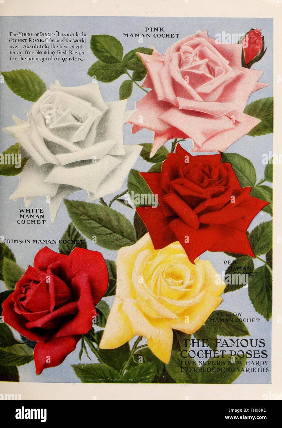 New guide to rose culture Stock Photo - Alamy