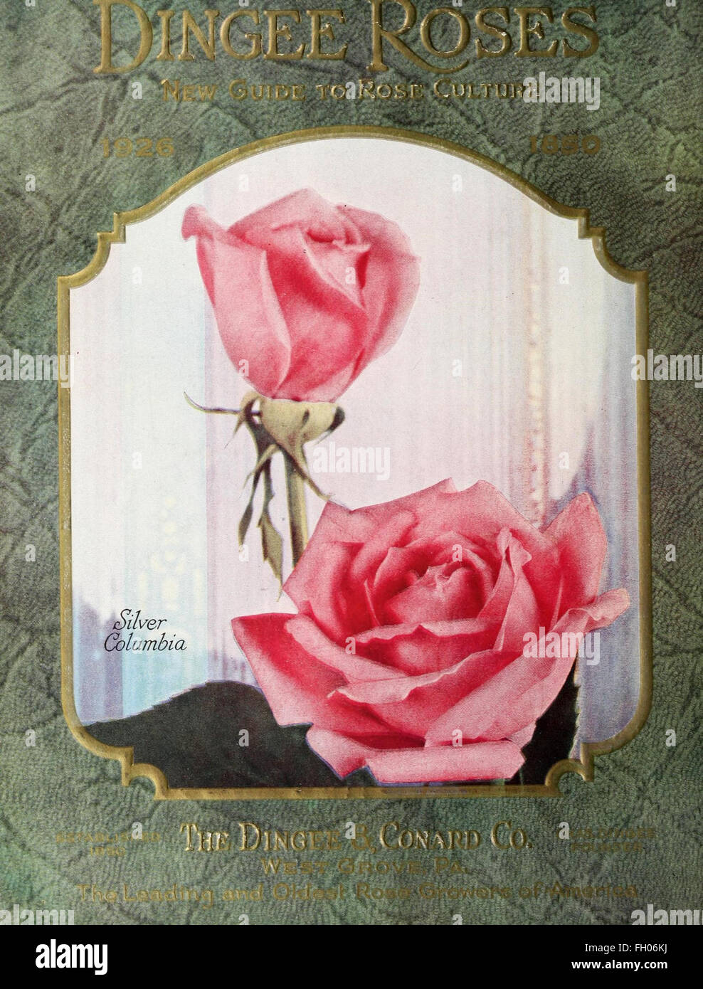 Rose culture roses u s department of agriculture hi-res stock ...