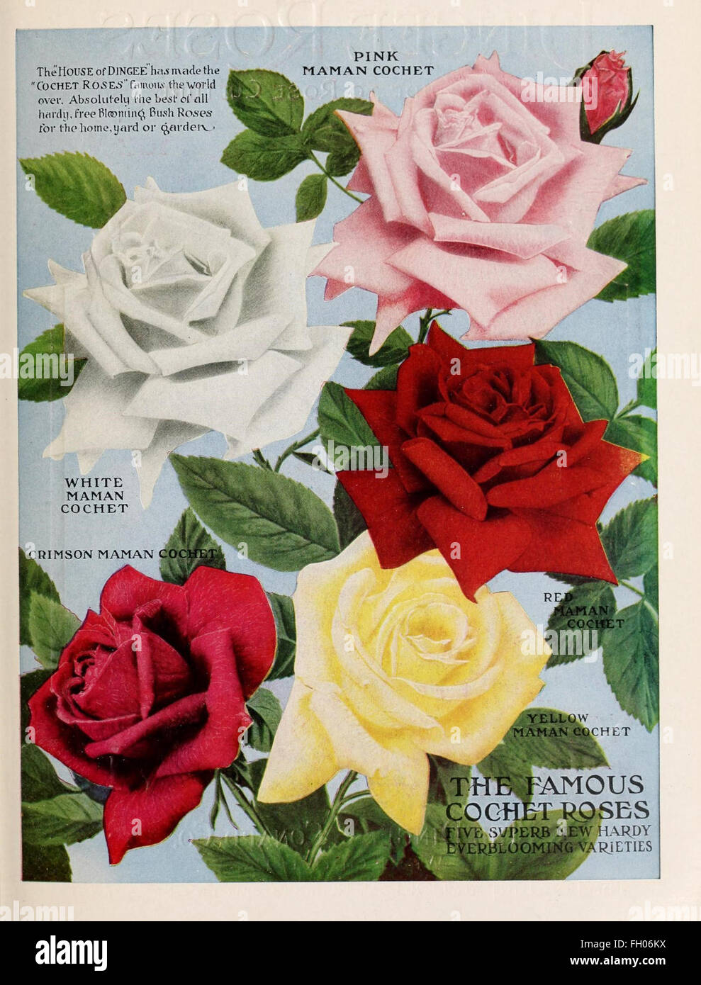 New guide to rose culture Stock Photo - Alamy