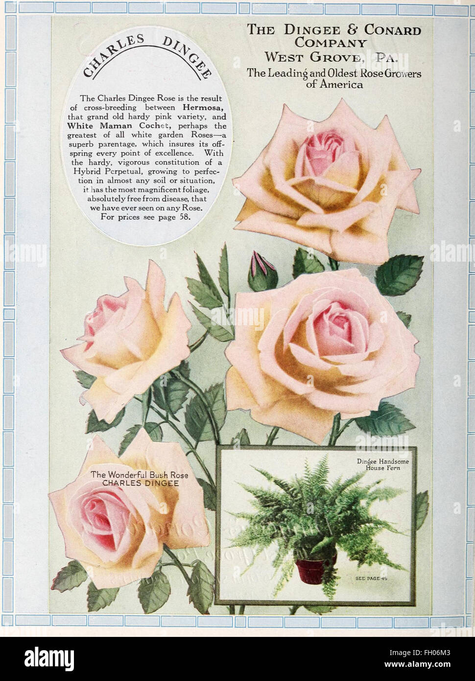 New guide to rose culture Stock Photo - Alamy