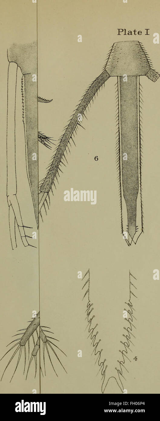 This 1904 work details rare and unusual species of marine crustaceans ...