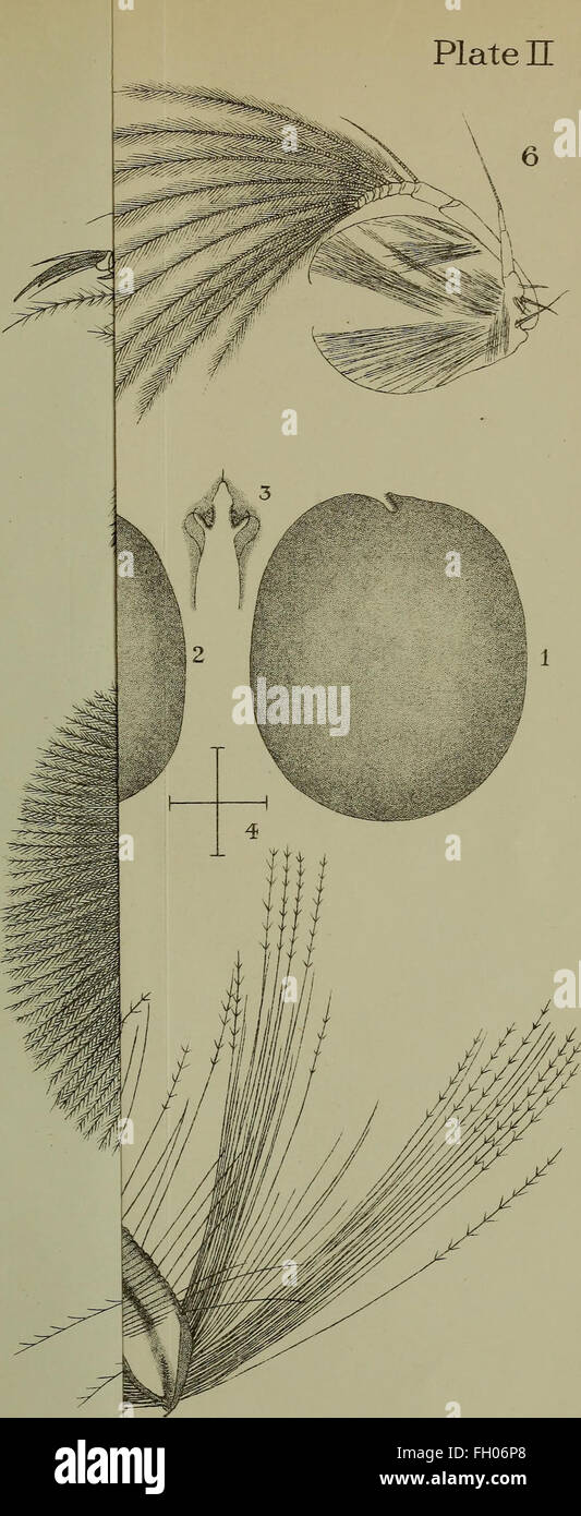 This 1904 study provides detailed notes on rare marine crustaceans ...