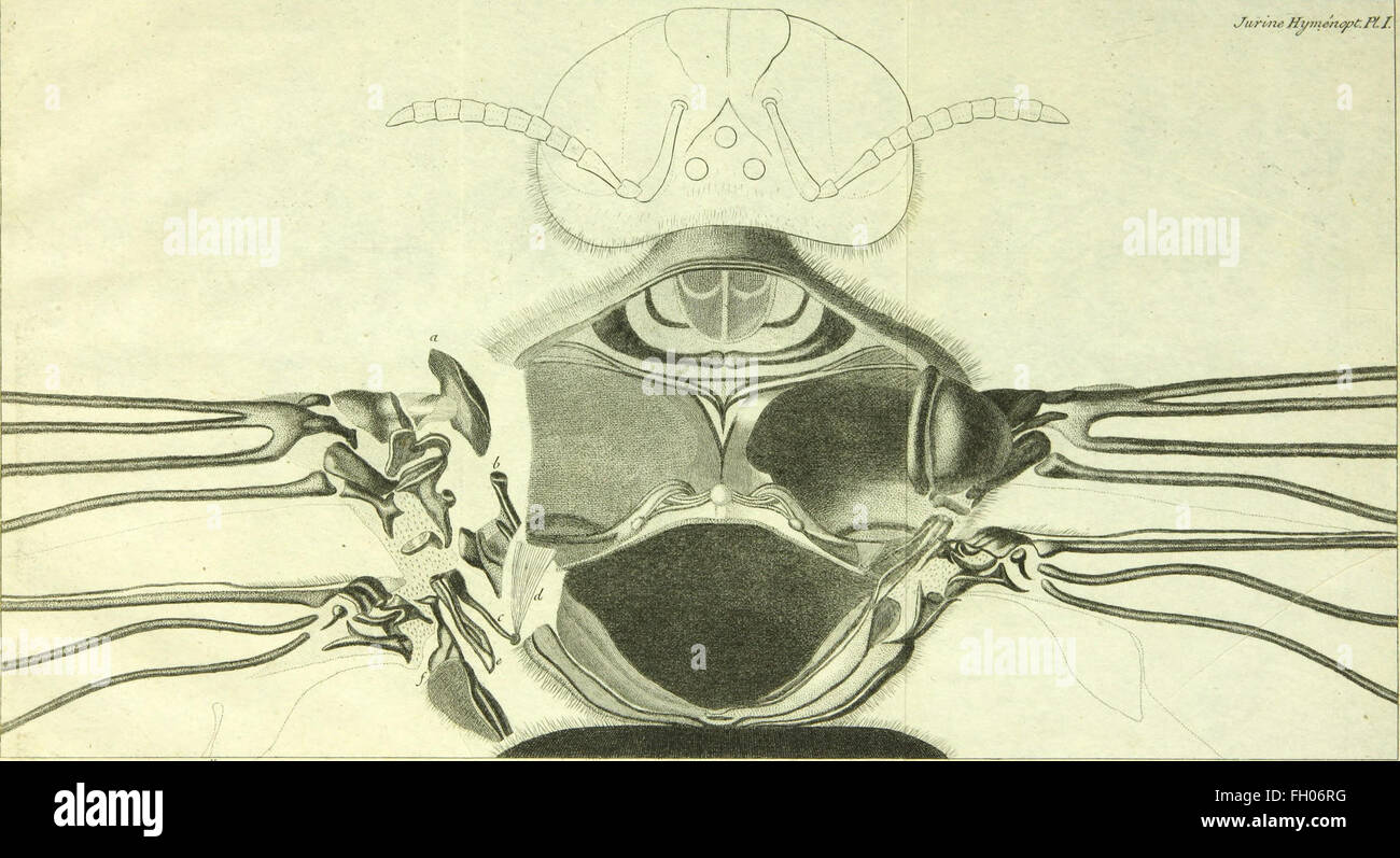 This 1818 study examines the wings of hymenopterans, focusing on ...