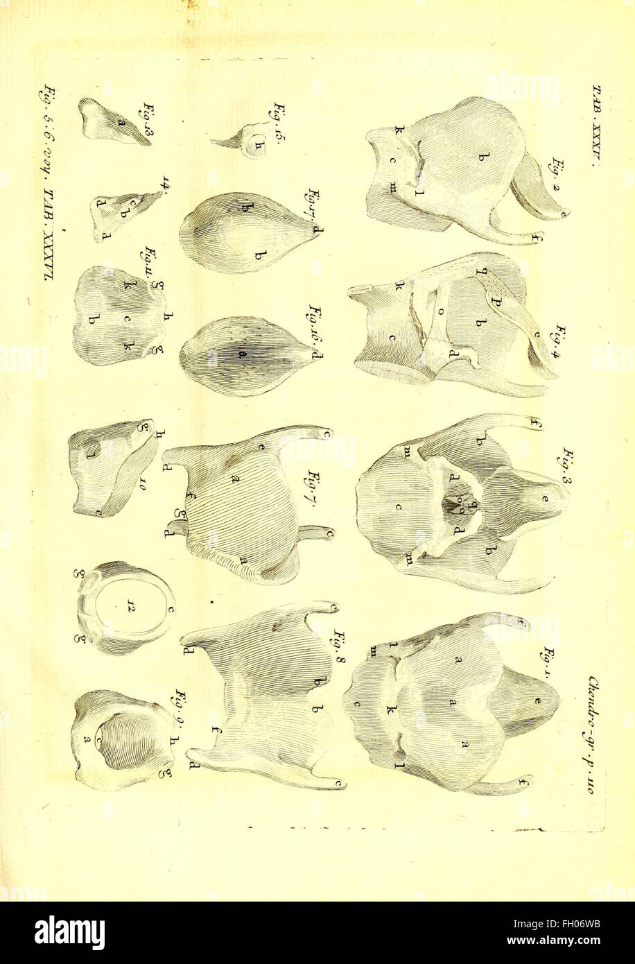 This 1753 French medical text, 'Ostéographie,' offers a detailed ...