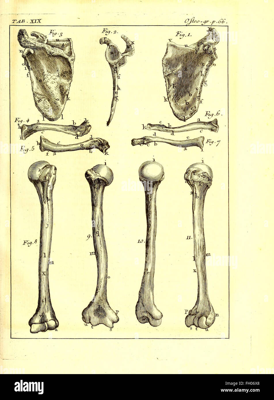 *Ostéographie* (1753) is a comprehensive study of human bones, covering ...