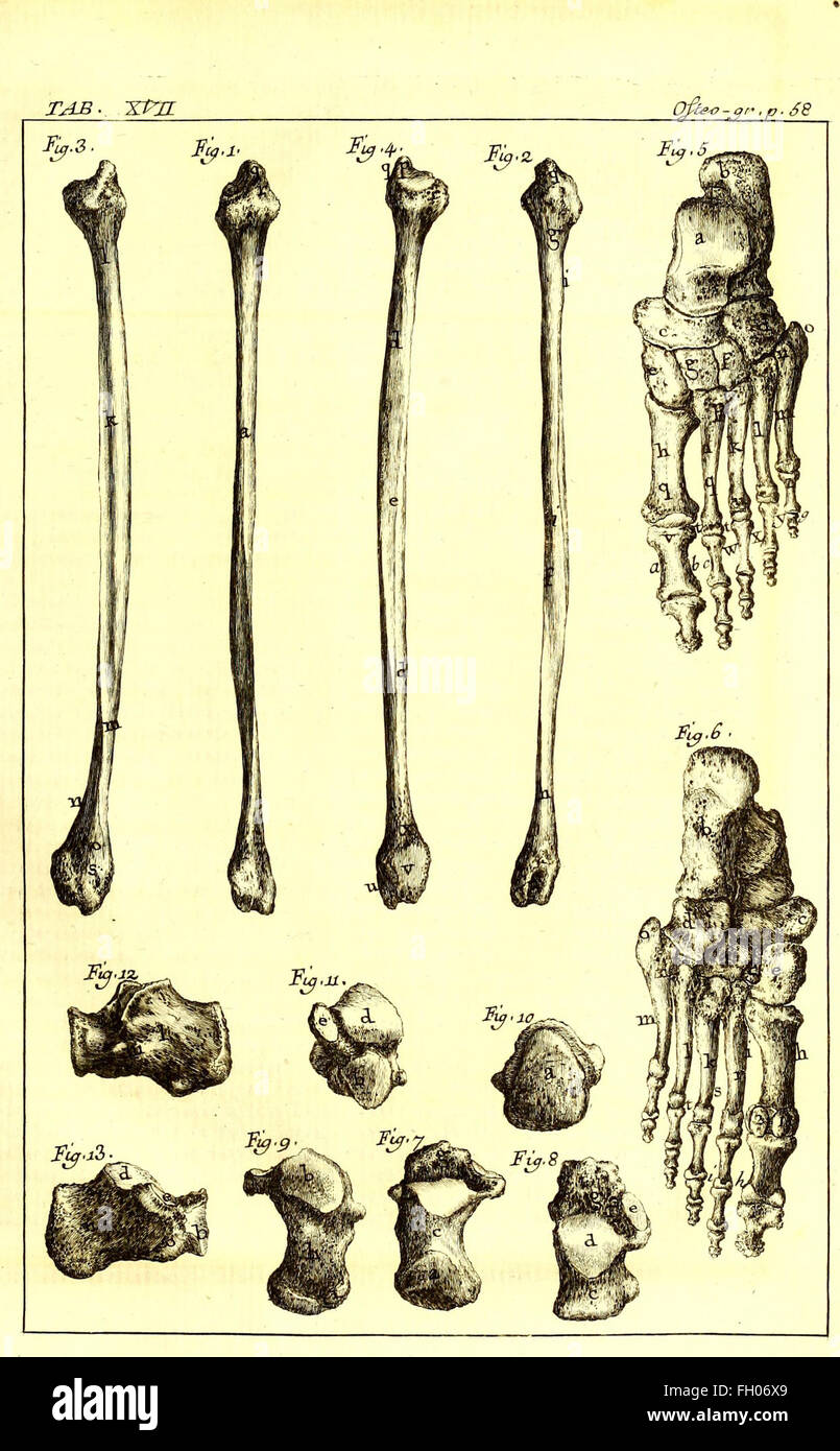 'Ostéographie' (1753) is a detailed work describing the bones of the ...