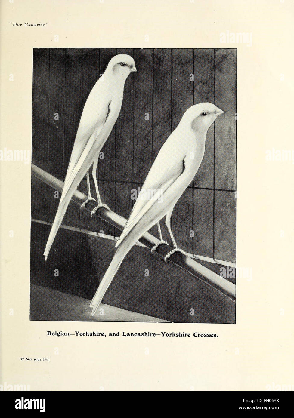 A guide on the care, breeding, and characteristics of canary birds ...