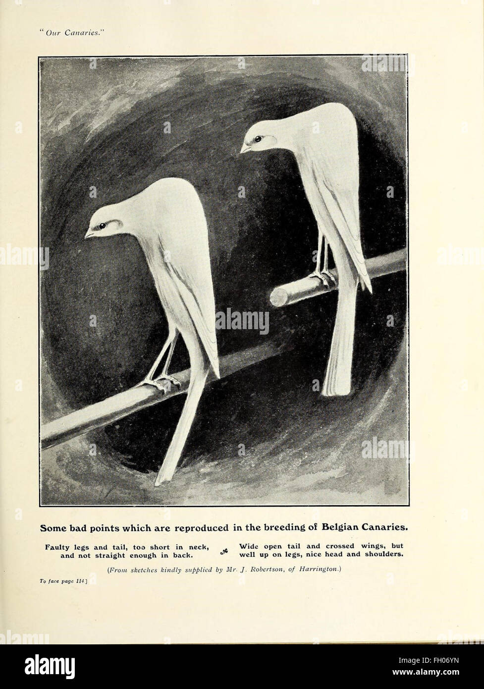 A guide on the care and breeding of canaries, focusing on their ...