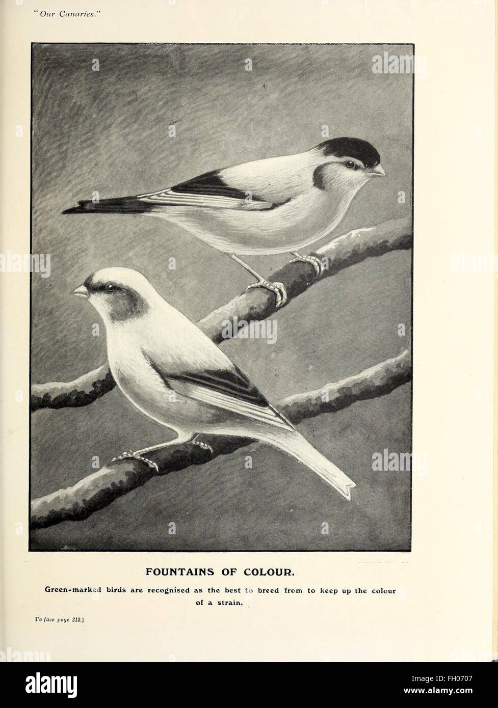 A detailed guide to the care and breeding of canaries, focusing on ...